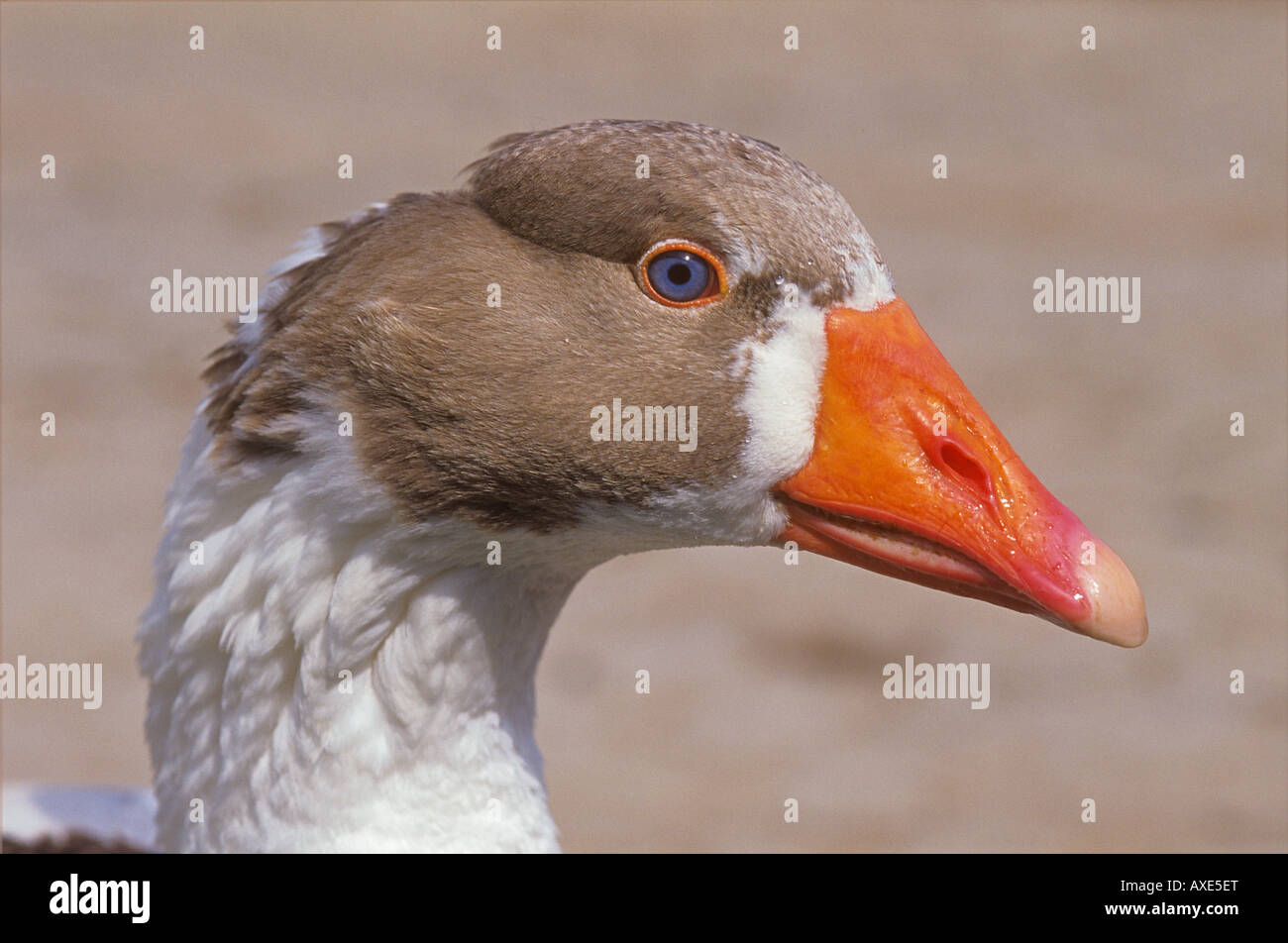 Pomeranian goose - portrait Stock Photo - Alamy