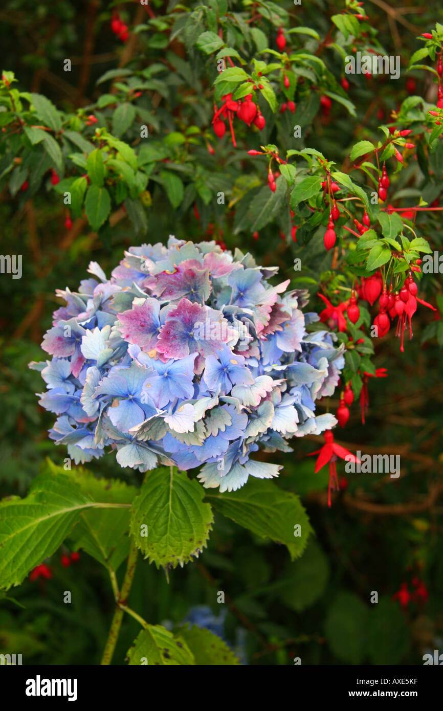 Ample hi-res stock photography and images - Alamy