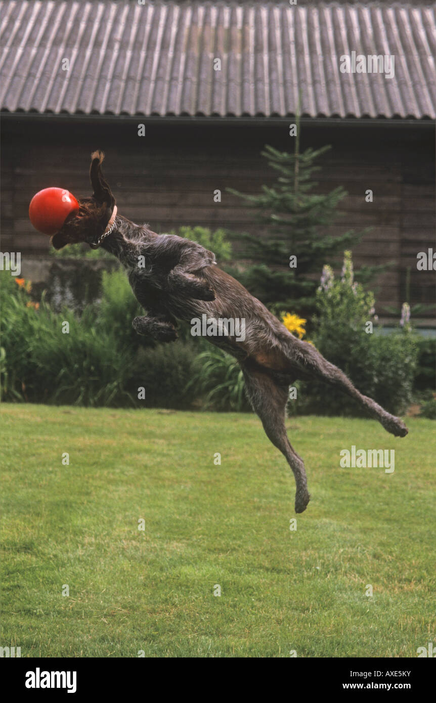 German pointer hi-res stock photography and images - Alamy