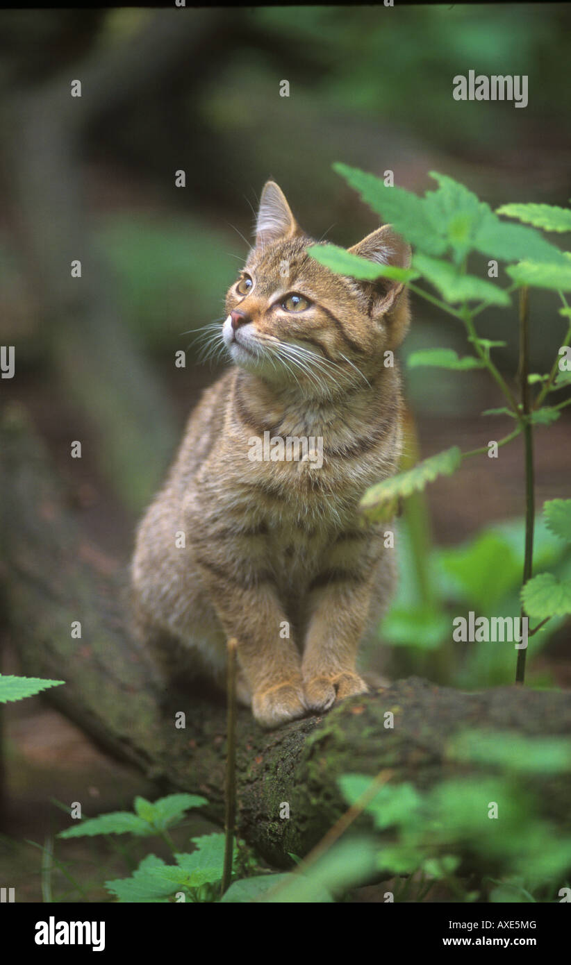 European wildcat cub hi-res stock photography and images - Alamy