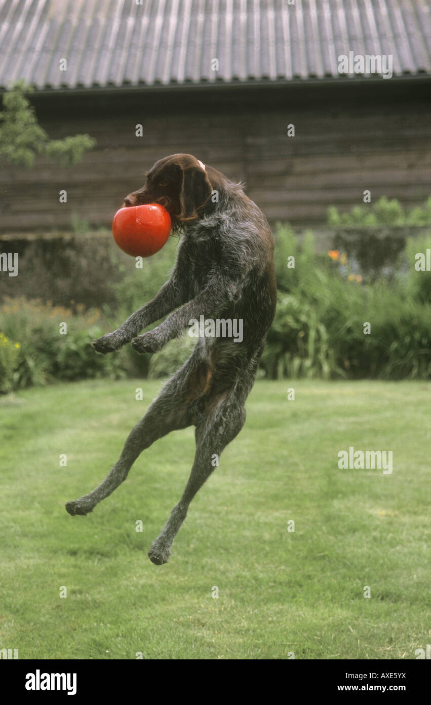 German Wirehaired Pointer - playing with ball Stock Photo - Alamy