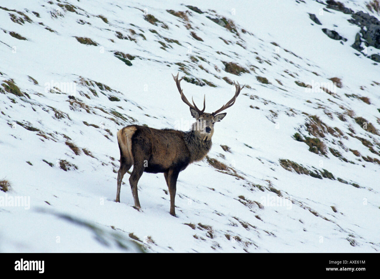 Red Deer Cervus elaphus male stag standing on the side of a snow ...