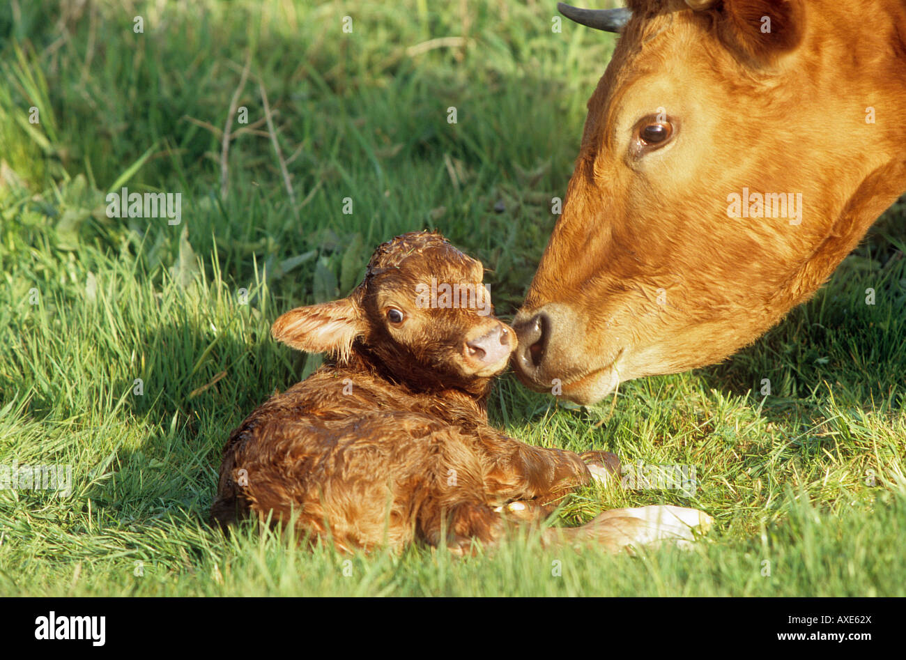 Domestic cattle. Cow sniffing newborn calf Stock Photo - Alamy