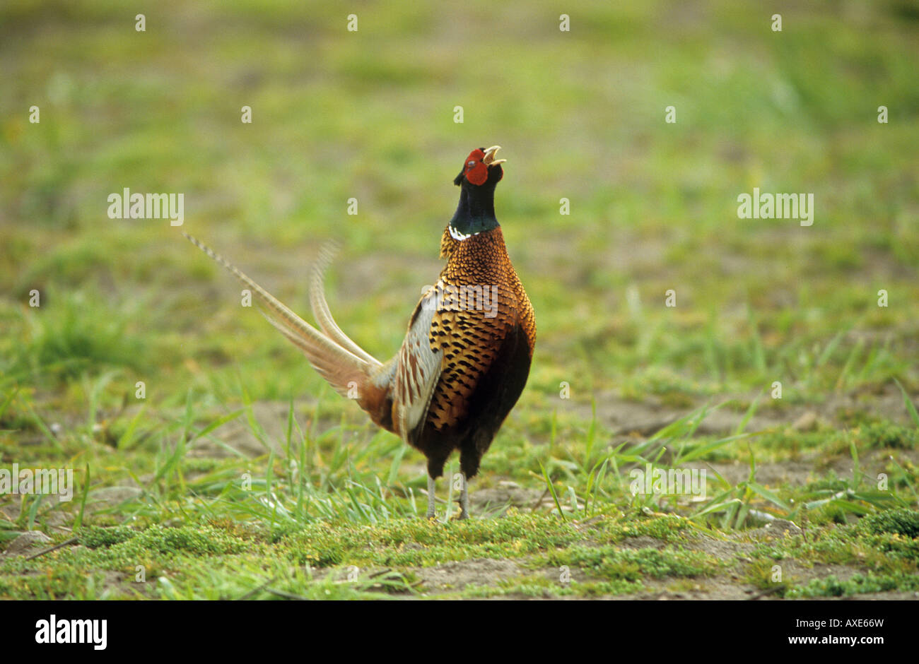 pheasant - cock crowing / Phasianus colchicus Stock Photo - Alamy