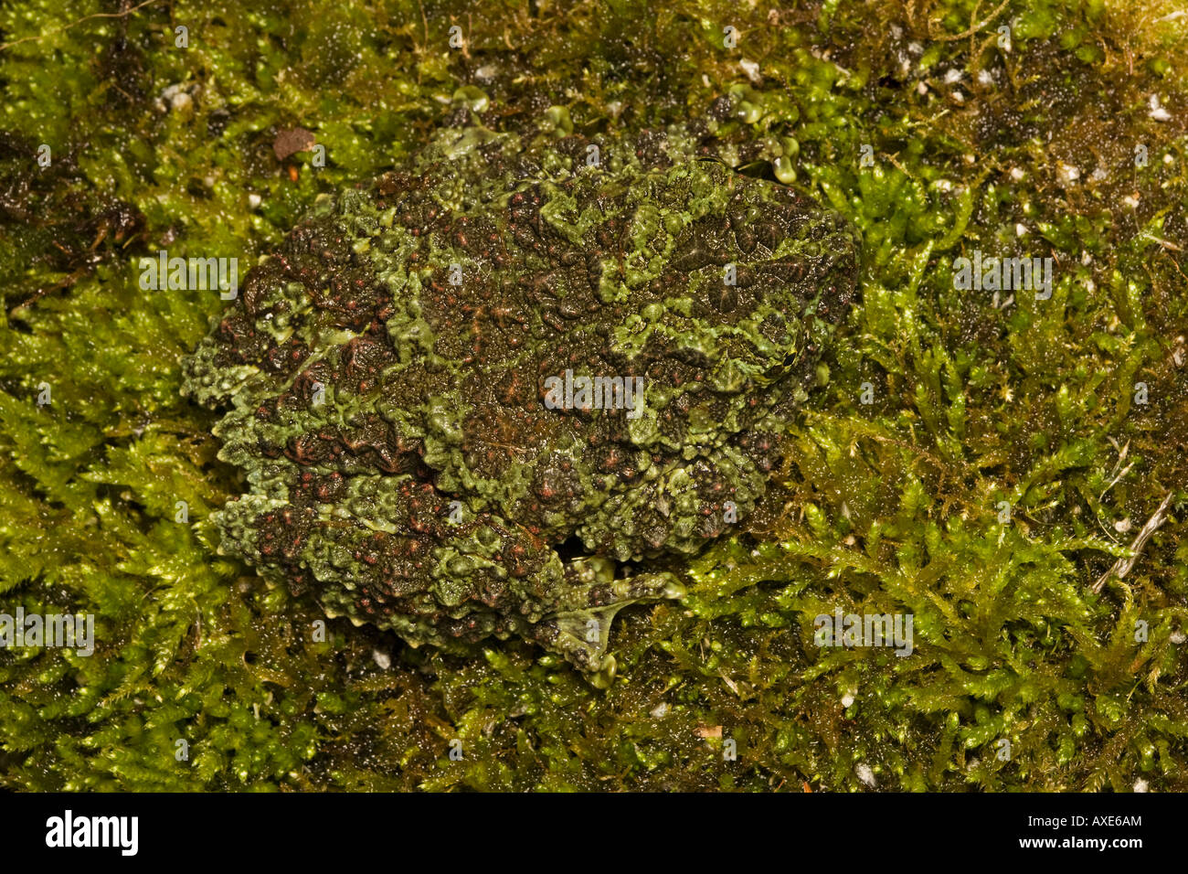 Frog camouflage hi-res stock photography and images - Alamy