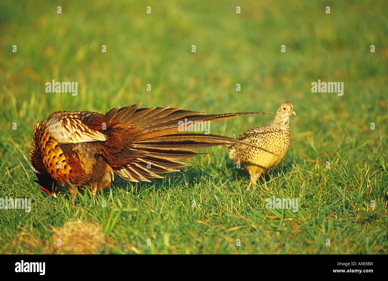 pheasant - male and female / Phasianus colchicus Stock Photo - Alamy