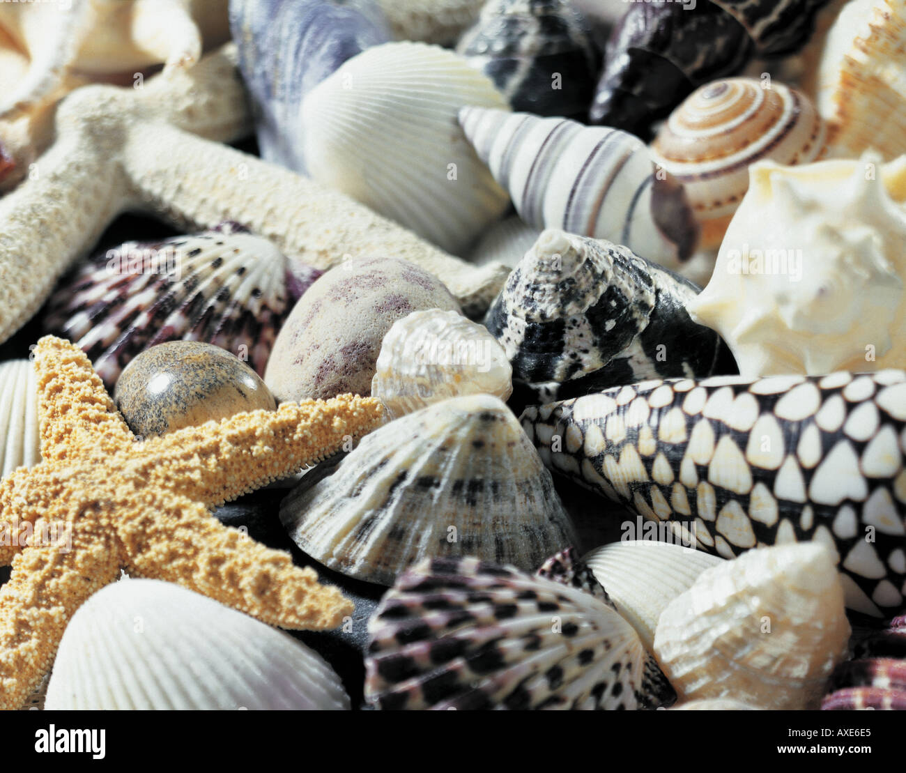 Collection sea snail shells hi-res stock photography and images - Alamy