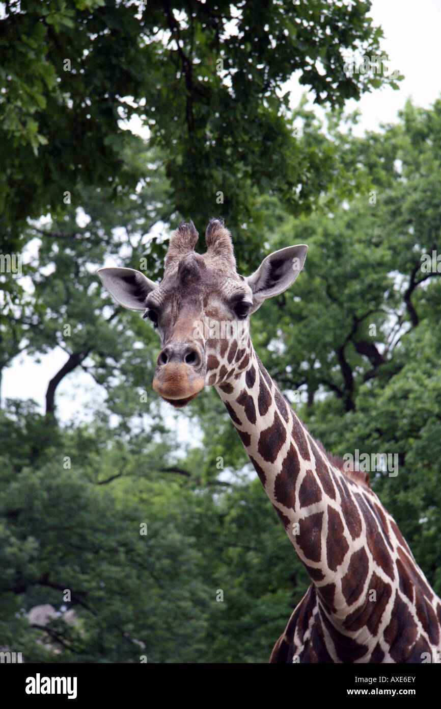 A giraffe at Berlin Zoo, Germany Stock Photo - Alamy