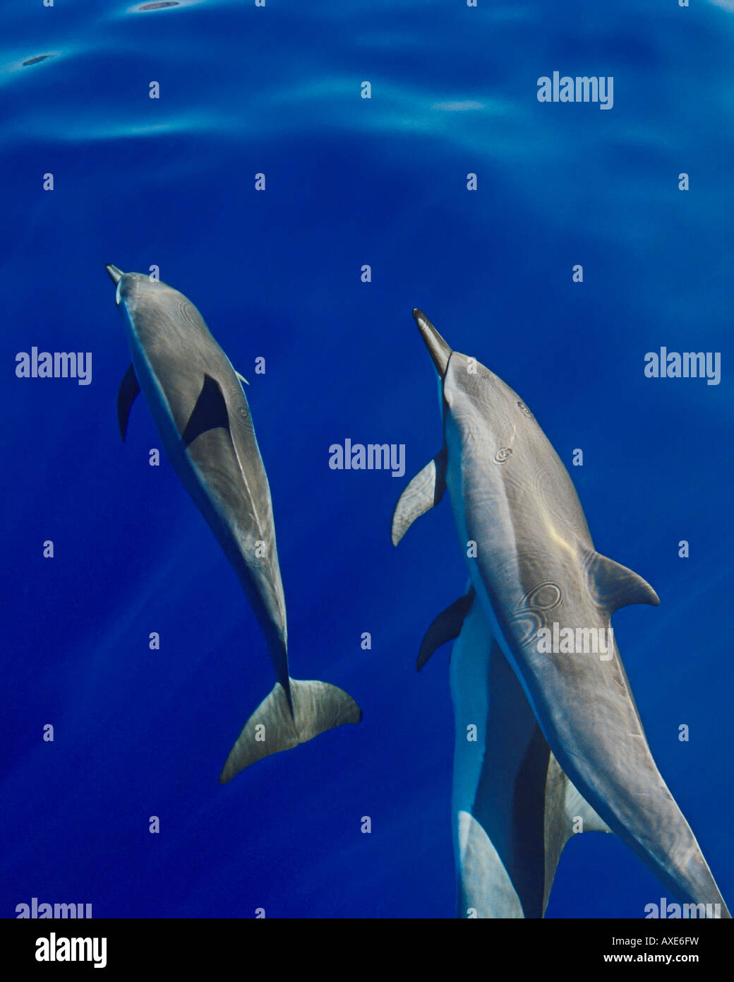 Long Snouted Spinner Dolphin