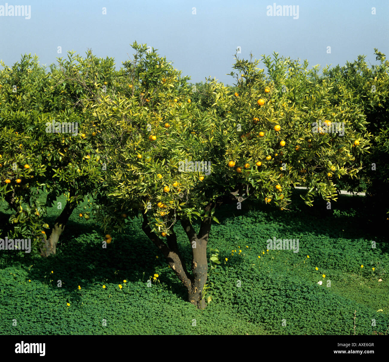 Scaly bark Citrus psorosis virus infection of a clementine causing ...