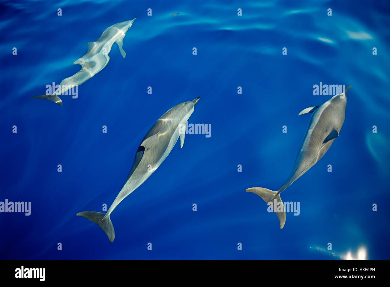 Long snouted Spinner Dolphins bow riding Stenella longirostris off Kona ...