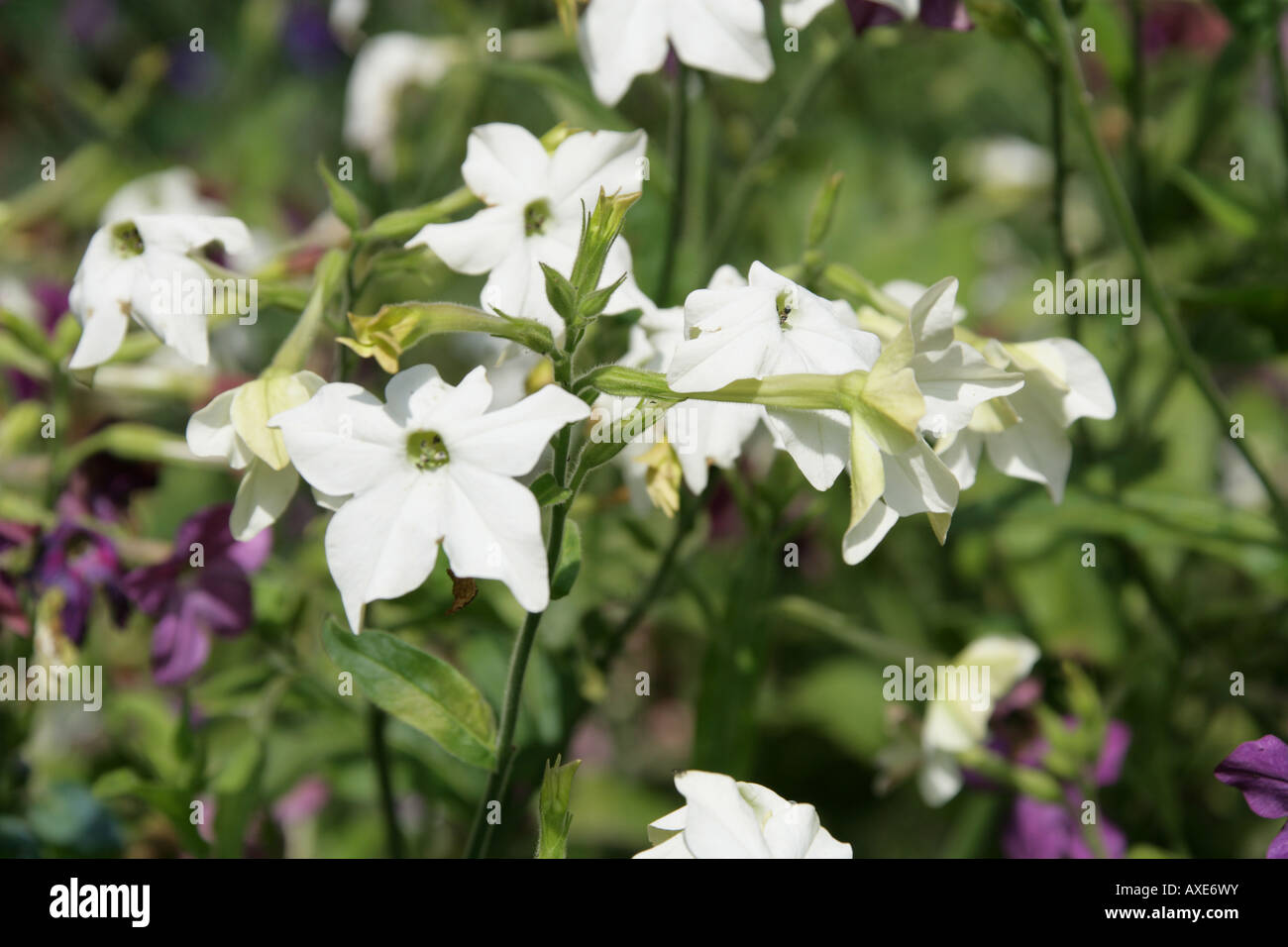 Tobacco Flower, Nicotiana sylvestris Stock Photo - Alamy