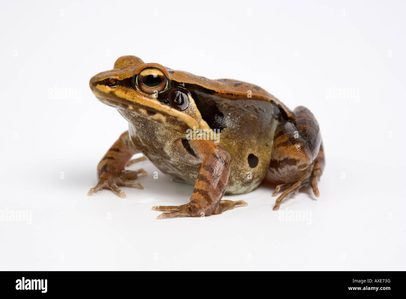 Bronze frog hi-res stock photography and images - Alamy