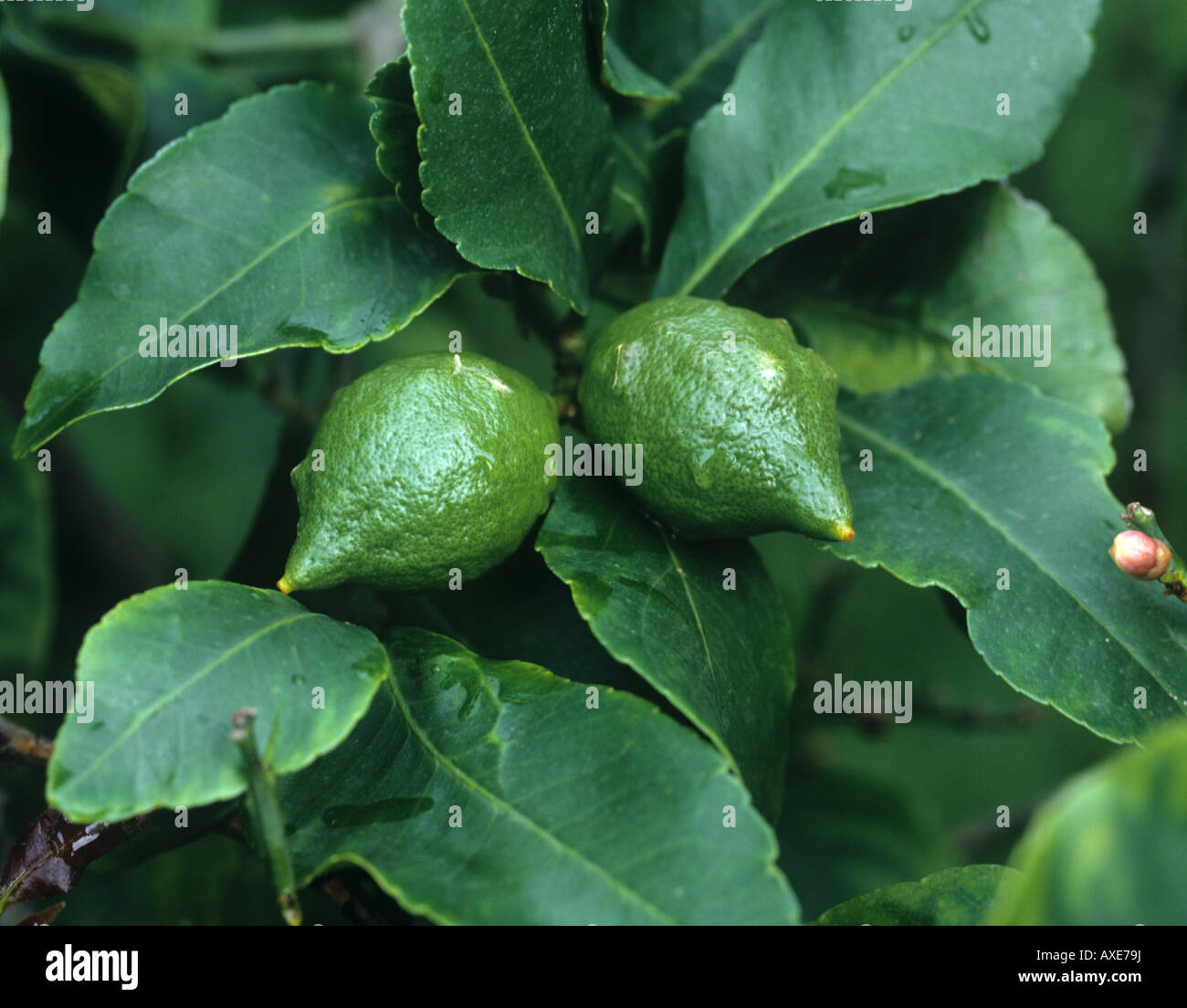 Lemon tree disease hi-res stock photography and images - Alamy