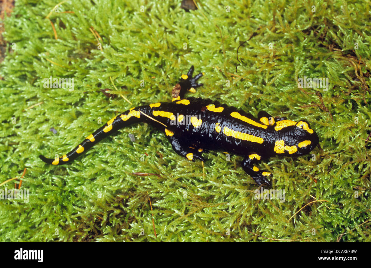 Fire salamanders hi-res stock photography and images - Alamy