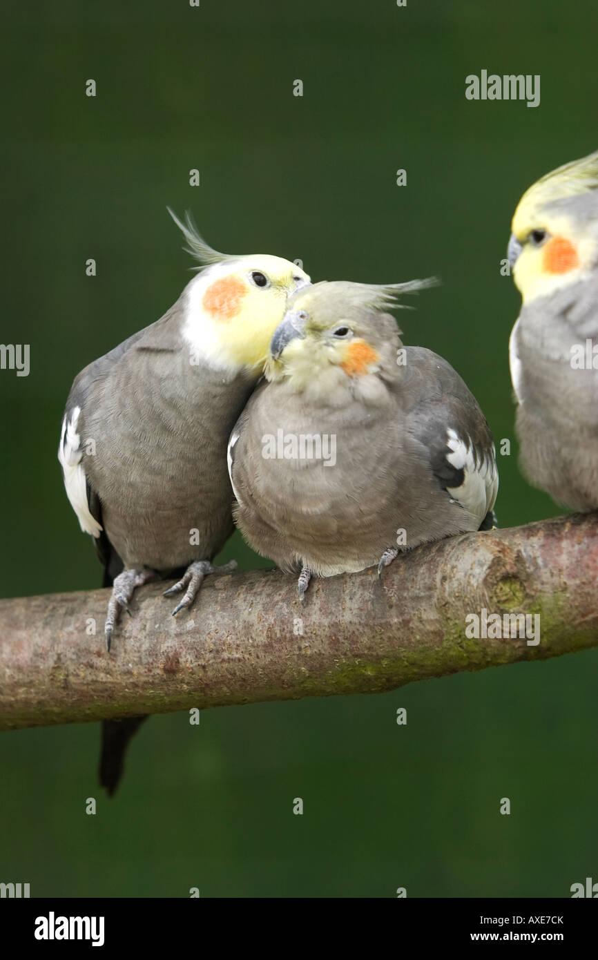 Birds in a row hi-res stock photography and images - Alamy