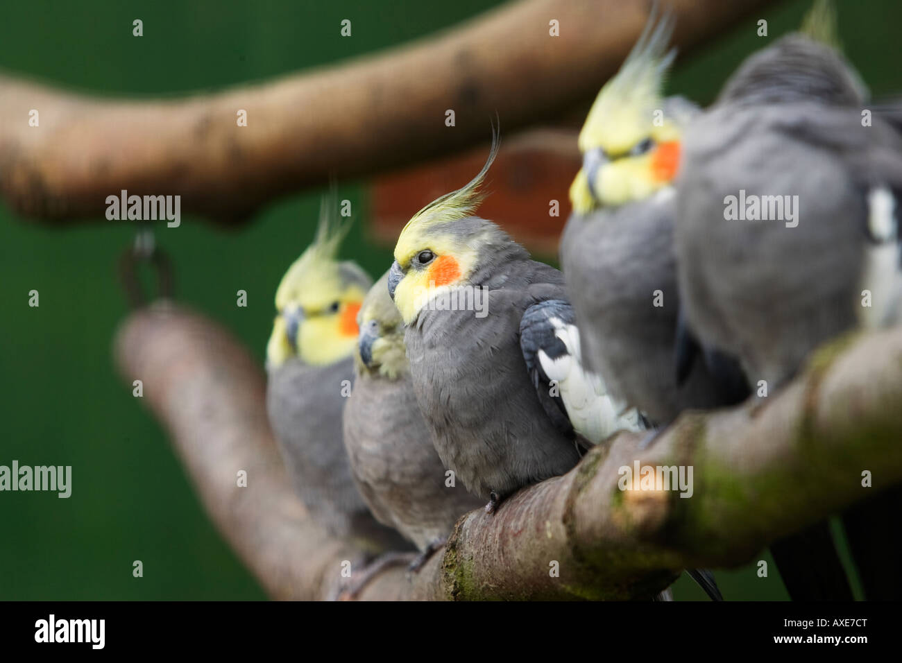 Birds in a row hi-res stock photography and images - Alamy