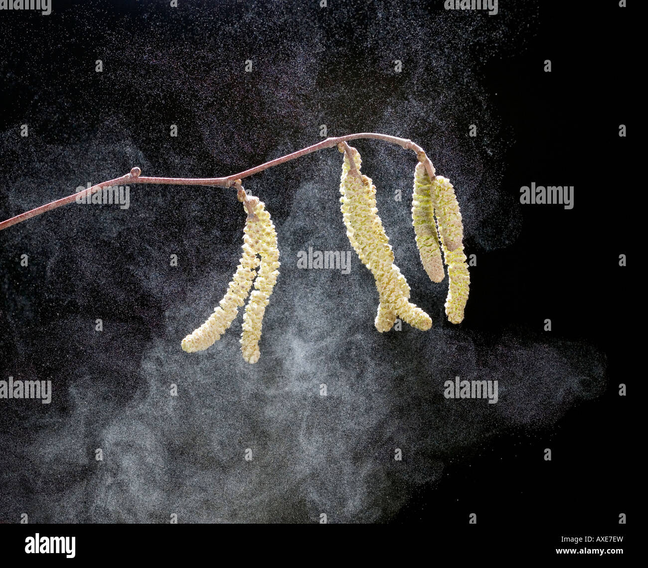 Hazel catkins Corylus avellana shedding pollen Stock Photo - Alamy