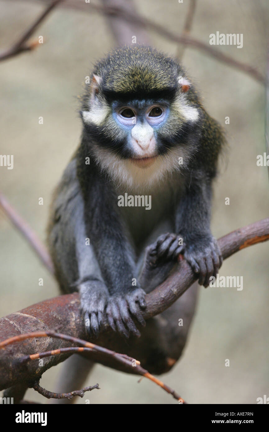 Red-tailed Monkey or Black-Checked White-nosed Monkey - Cercopithecus ...