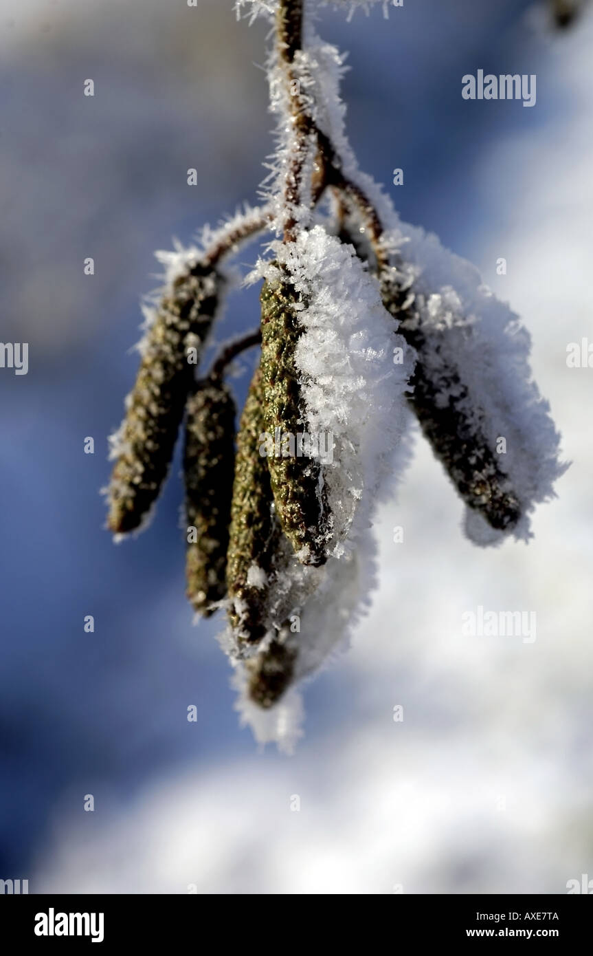 Silver birch in snow hi-res stock photography and images - Alamy