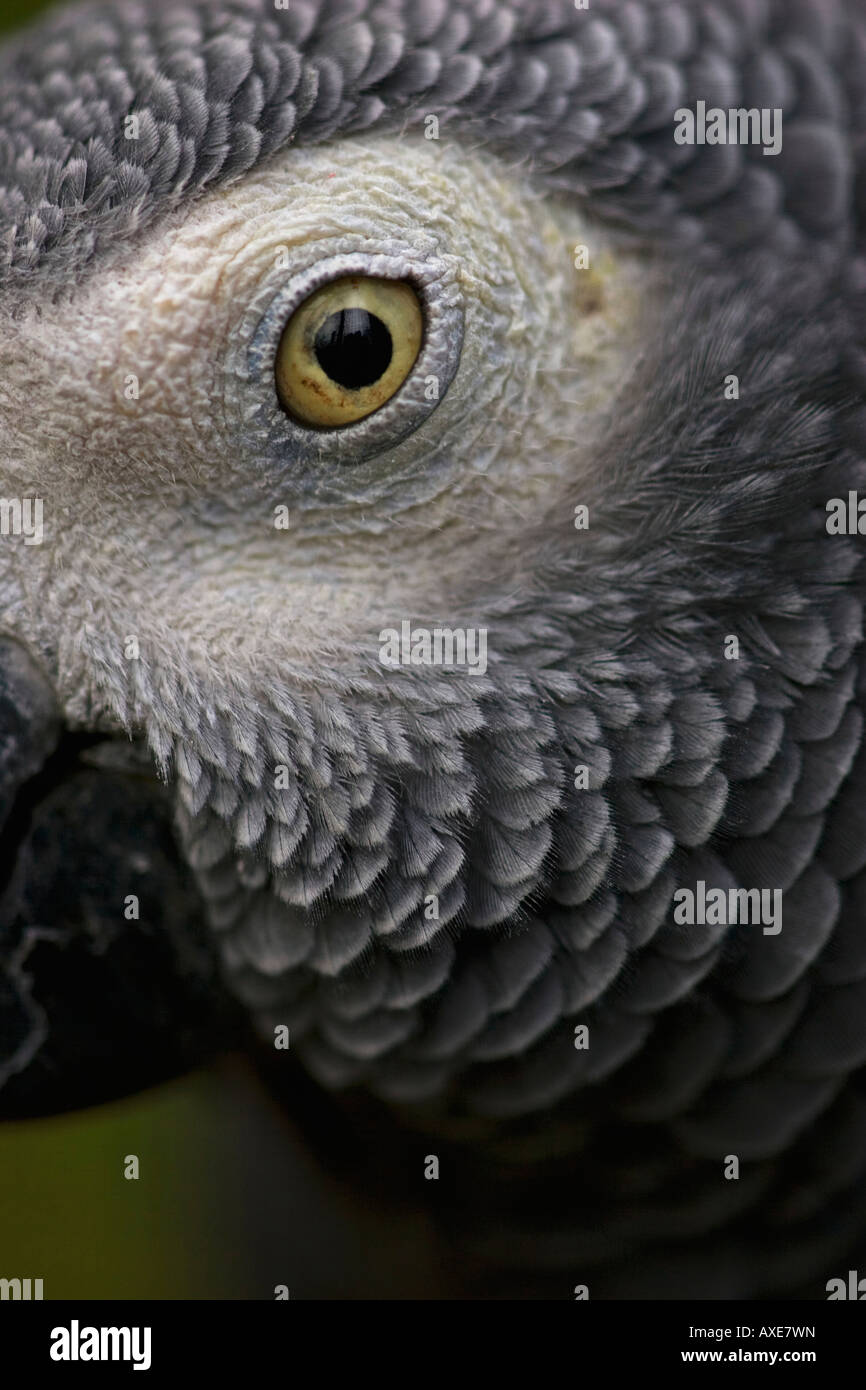 Parrot eye hi-res stock photography and images - Alamy