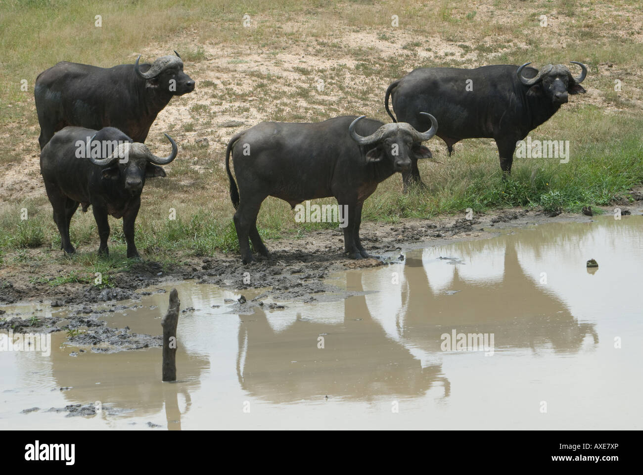 African buffalo male hi-res stock photography and images - Alamy