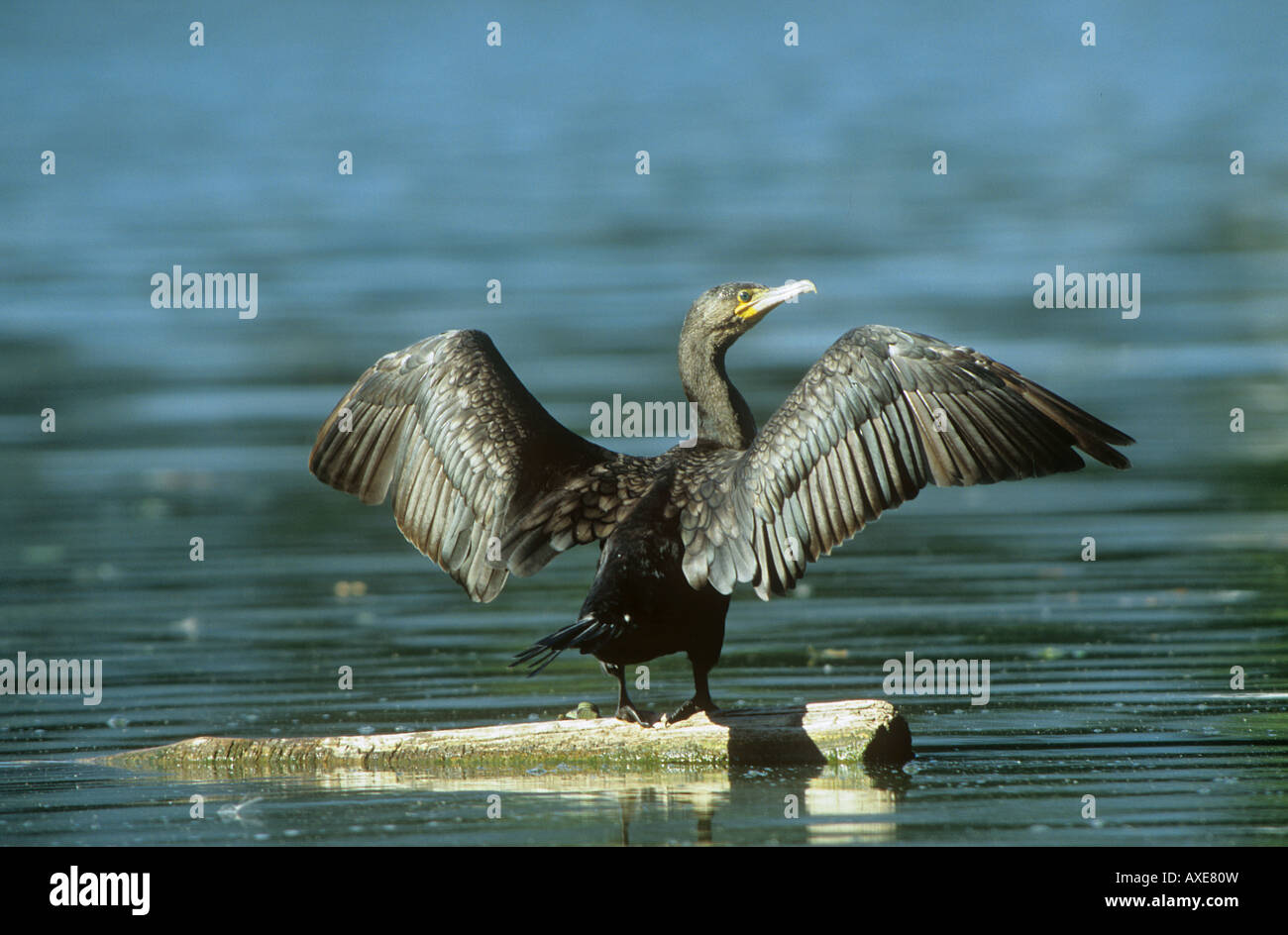 Cormorant wood hi-res stock photography and images - Alamy