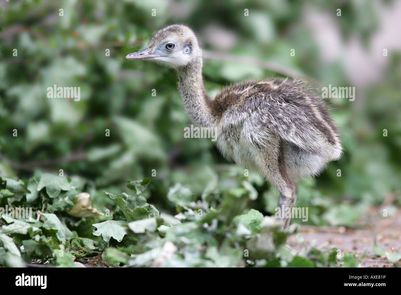 Rhea bird chick hi-res stock photography and images - Alamy