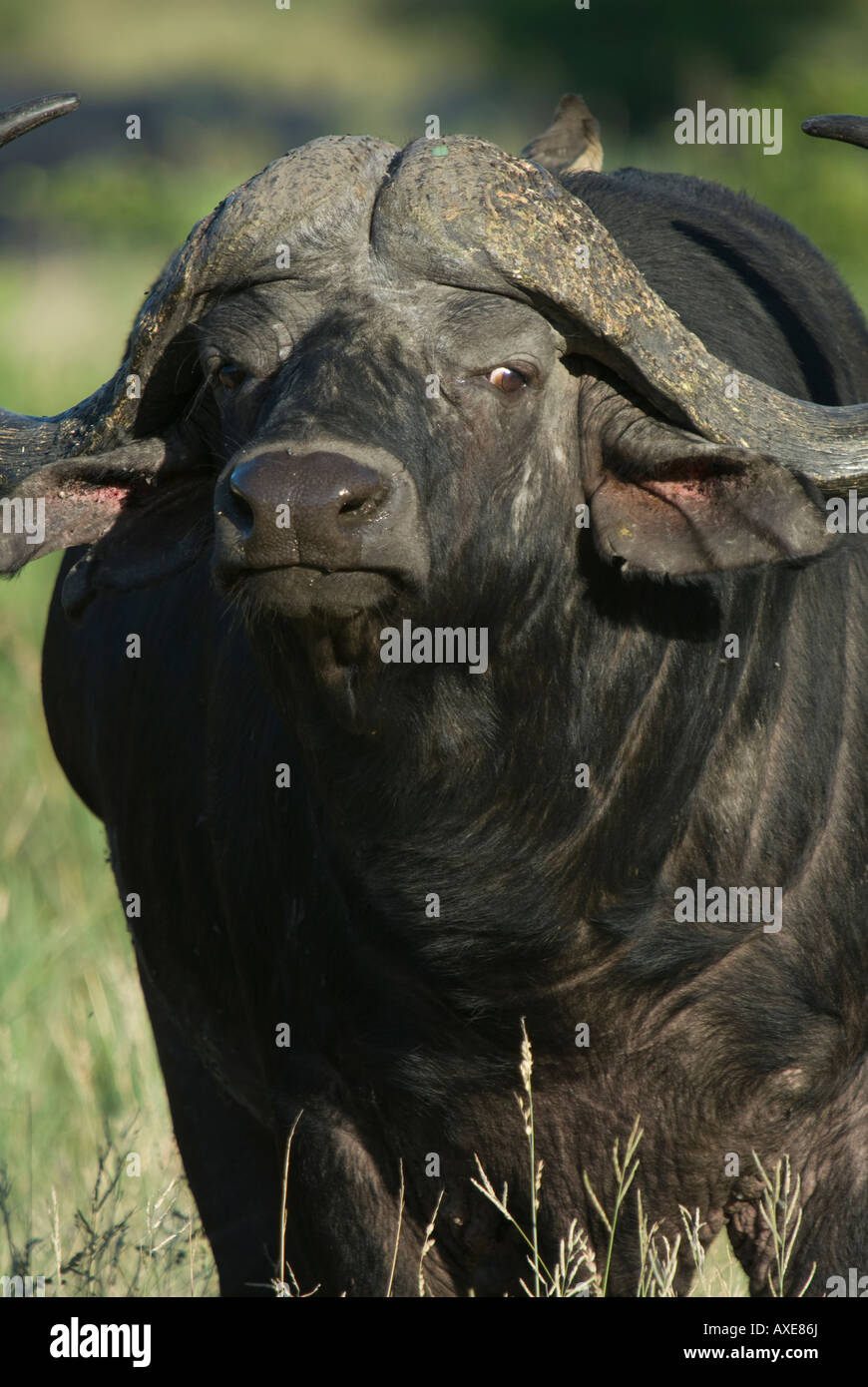 A frontal view of an angry looking African buffalo bull in the bush ...