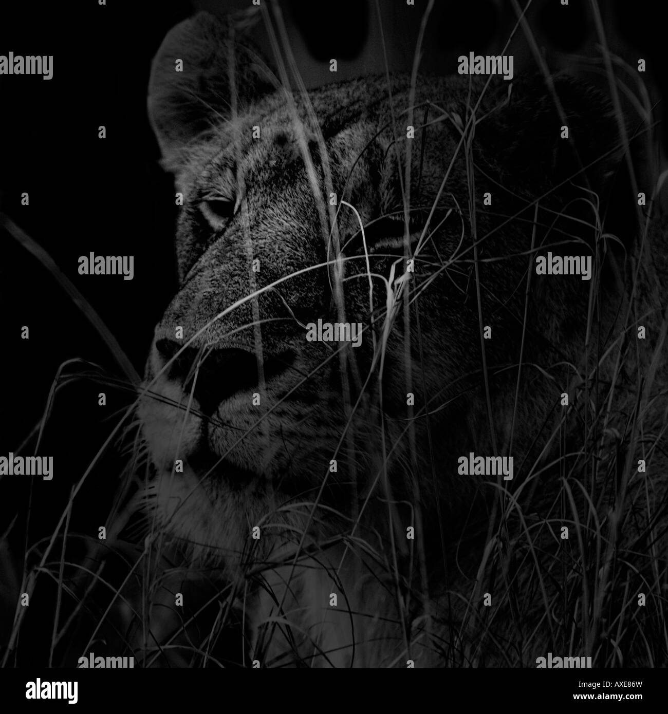 Michael lion hi-res stock photography and images - Alamy