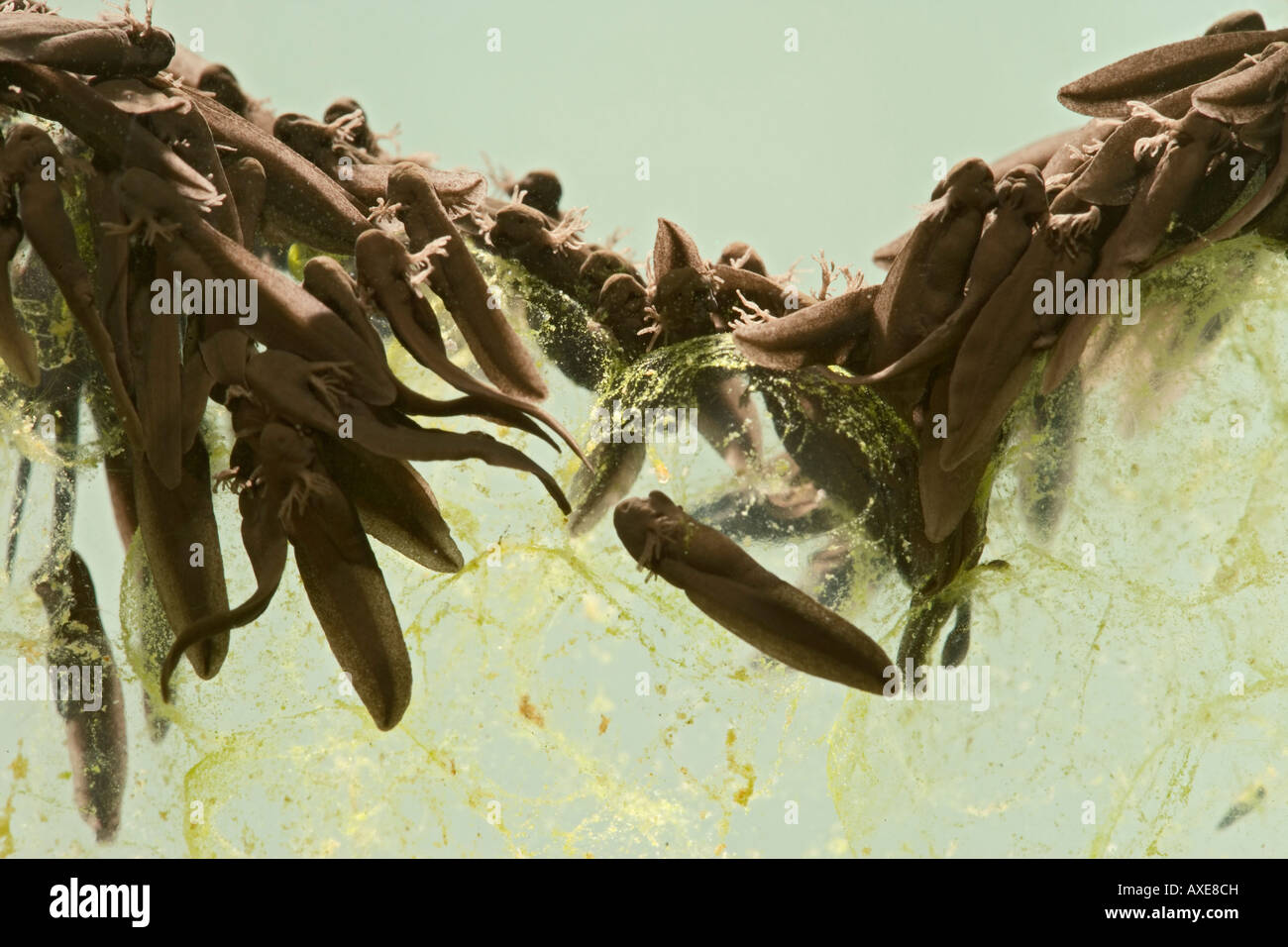 Tadpoles Rana temporaria emerging common frog 1 x at 35mm green ...