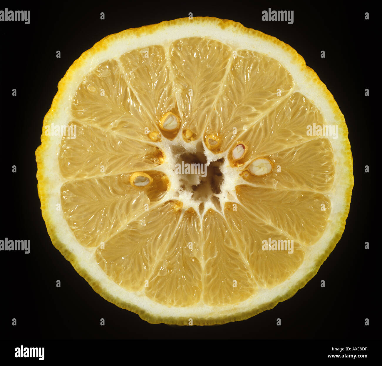 Section citrus rootstock fruit citrus hi-res stock photography and ...