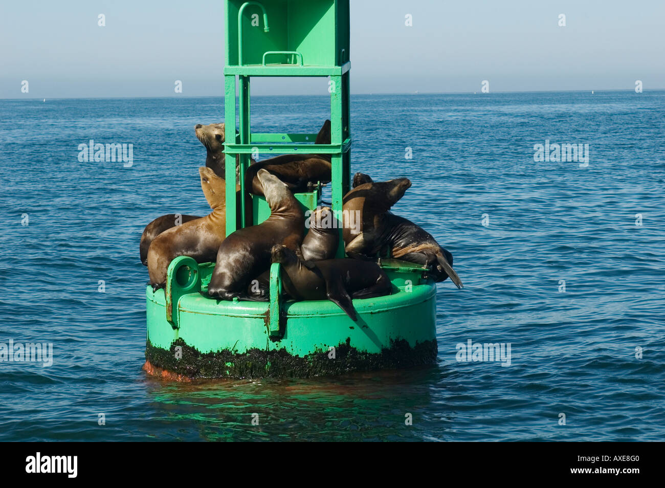 California, Santa Barbara, Buoy, Santa Barbara Channel, with Sea Lions ...