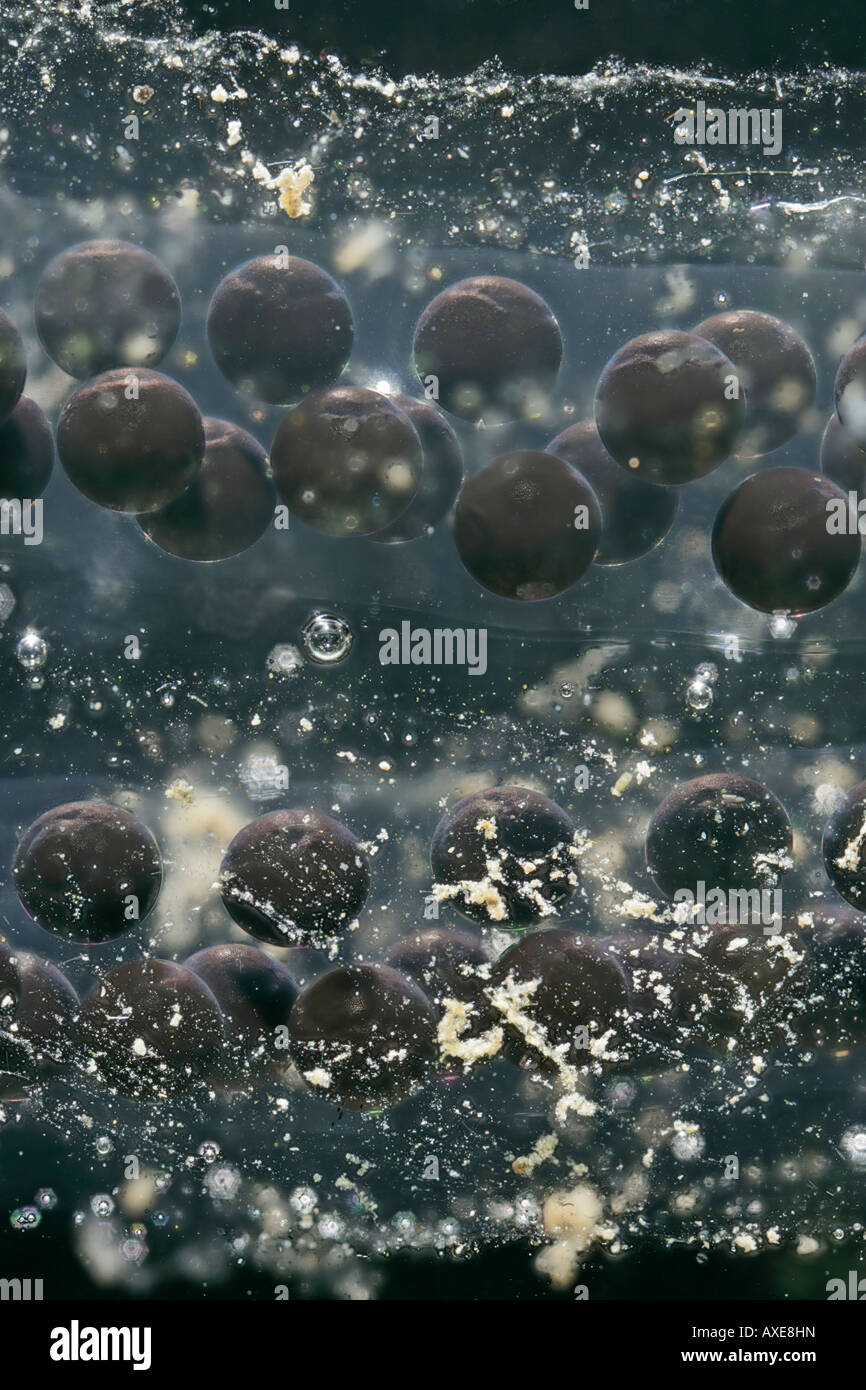 Bufo bufo Toadspawn fresh common toad 2 x at 35mm black background ...