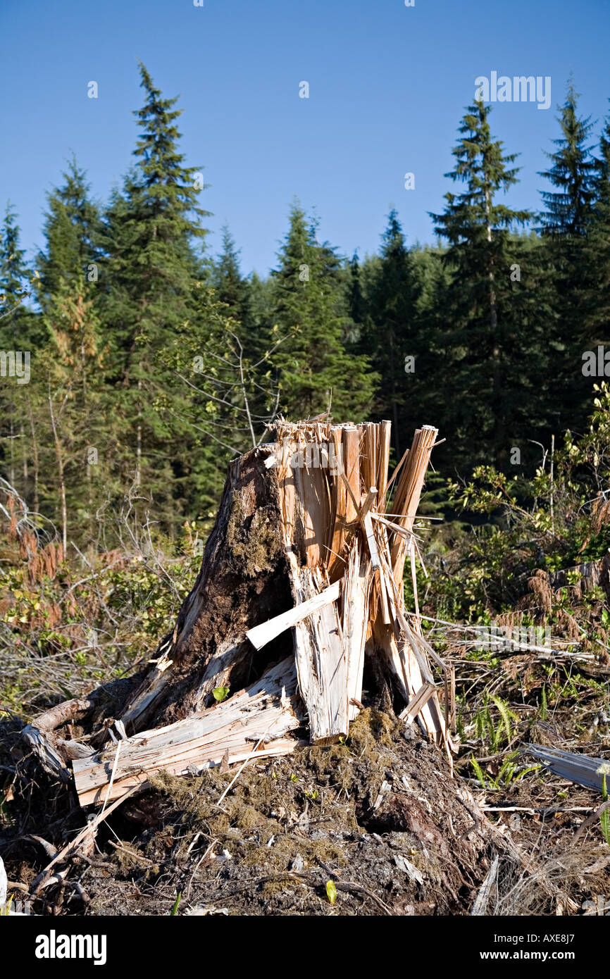 Shattered tree stump in clearcut logging forest area Bamfirth Vancouver ...