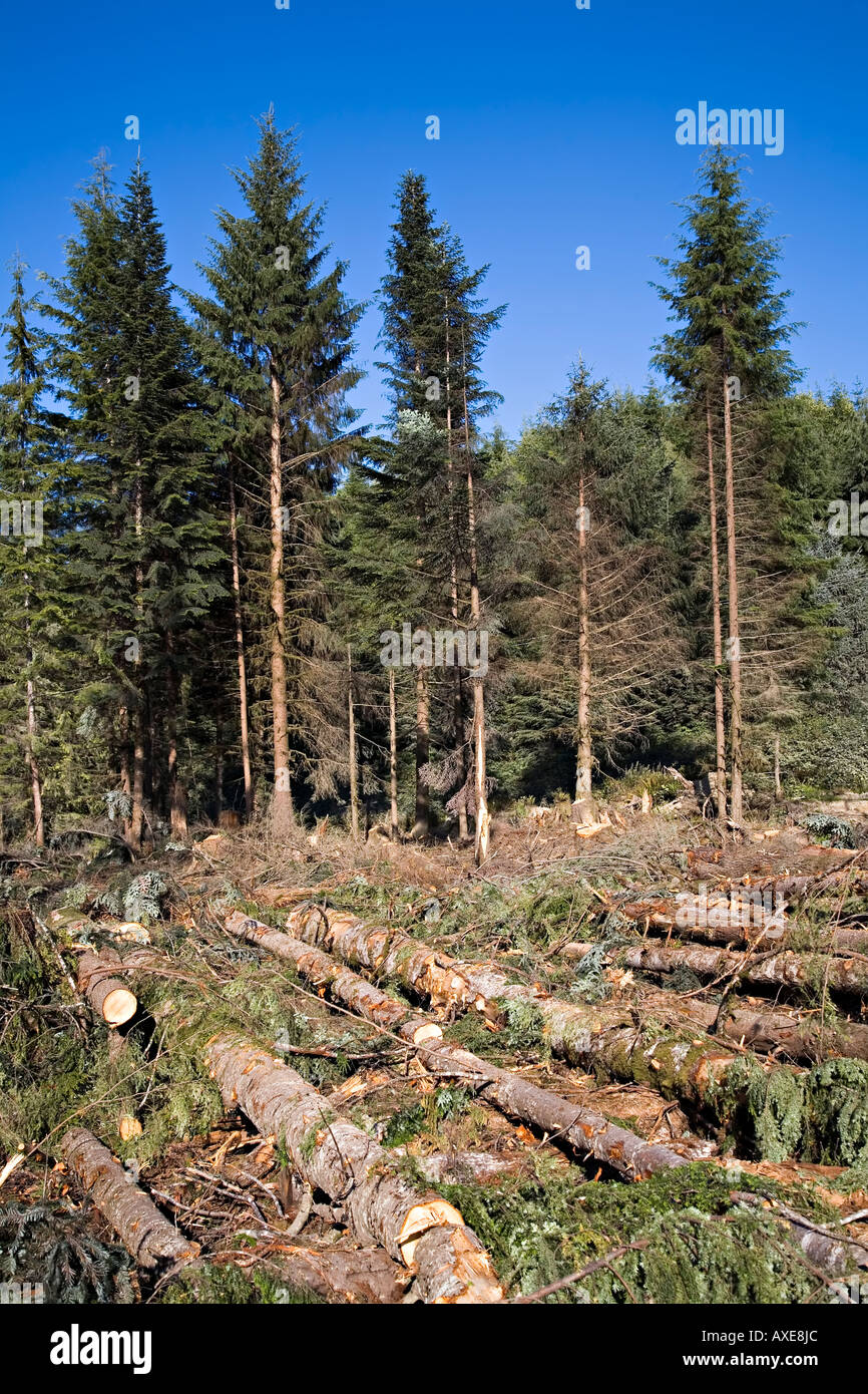 Felled trees in clearcut logging forest area Bamfirth Vancouver island ...