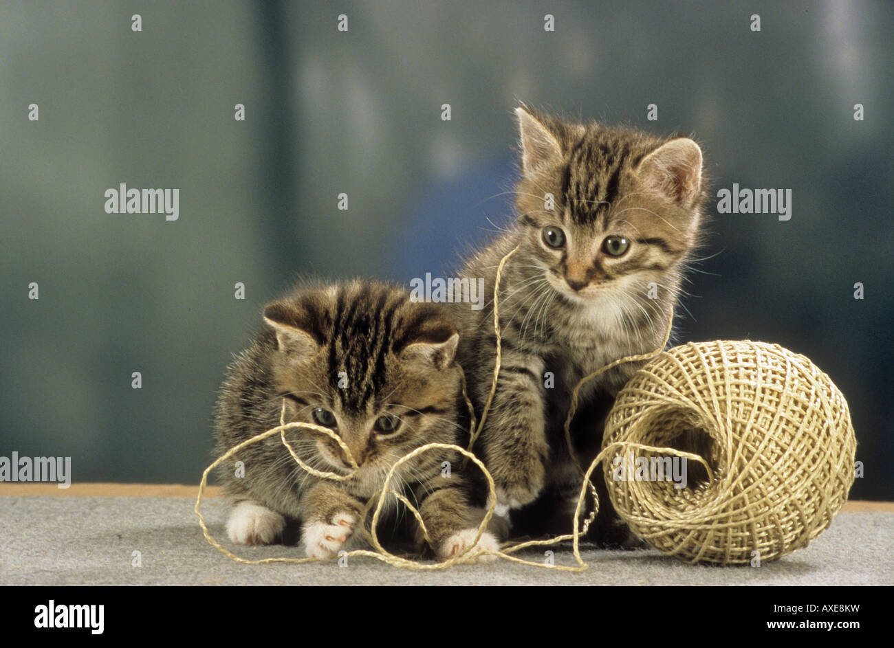 two kittens playing with thread Stock Photo - Alamy