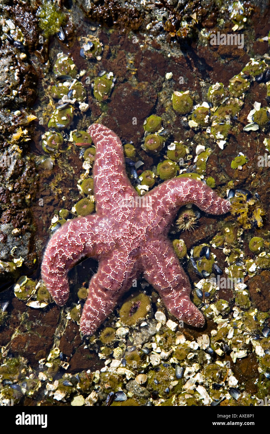 Starfish vancouver pacific rockpool hi-res stock photography and images ...