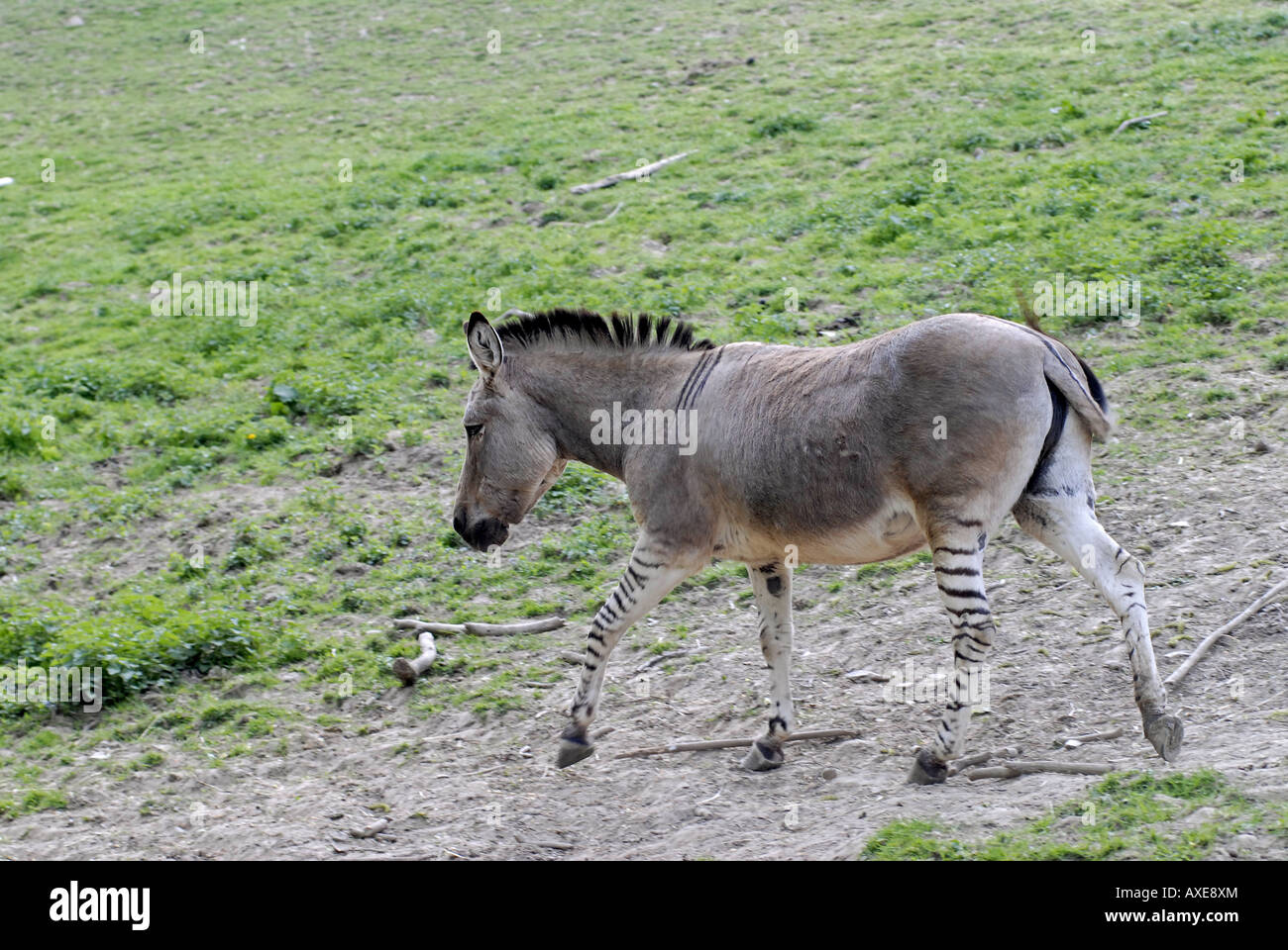 mixture of zebra and donkey Stock Photo - Alamy