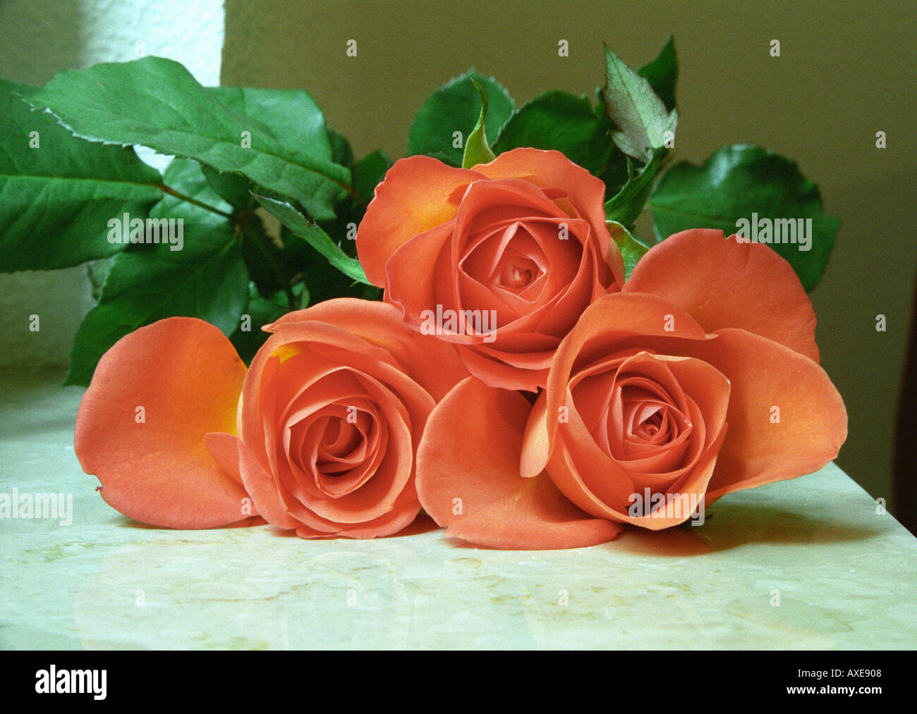 Katom hi-res stock photography and images - Alamy