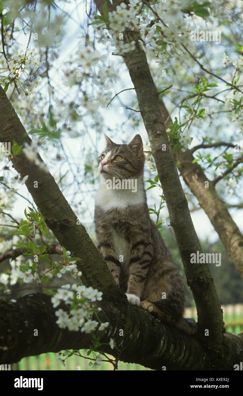 Domestic Cat Cherry Tree High Resolution Stock Photography and Images ...