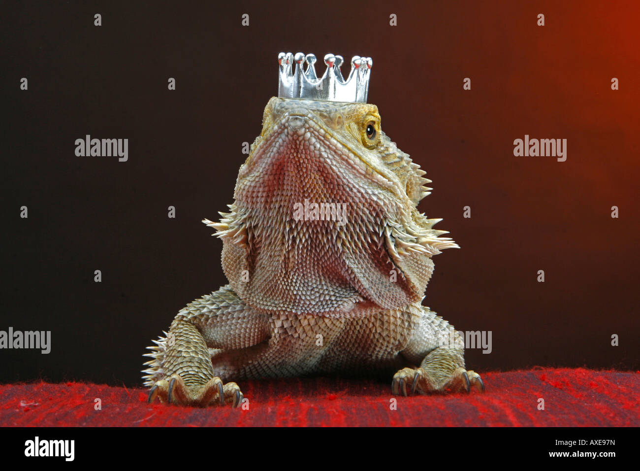 Central Bearded Dragon with crown Stock Photo - Alamy