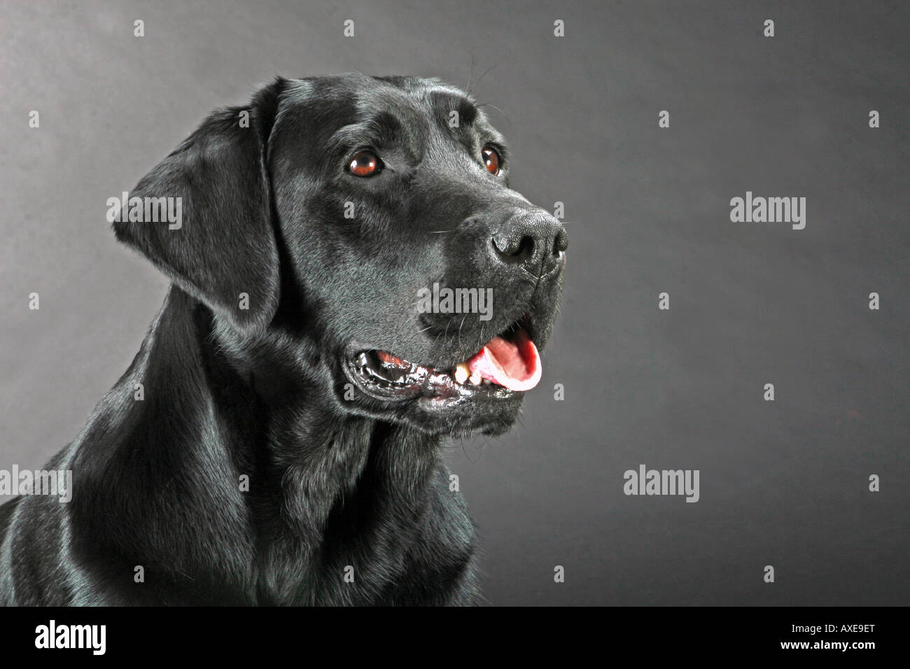 Black labrador retriever cutout hi-res stock photography and images - Alamy