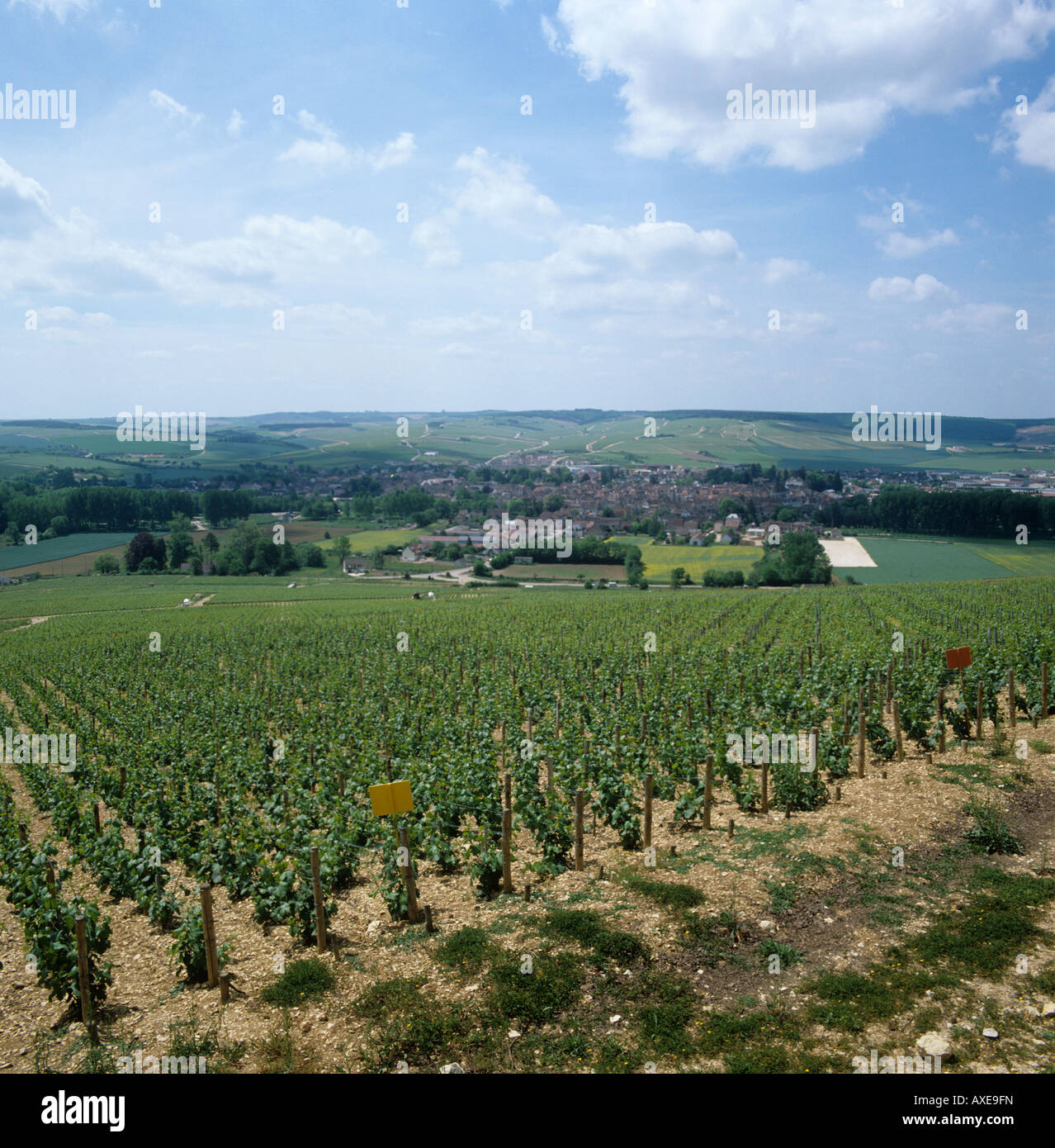 Chablis france vineyard hi-res stock photography and images - Alamy