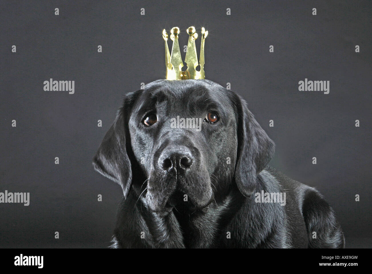 Labrador Retriever with crown - portrait Stock Photo - Alamy