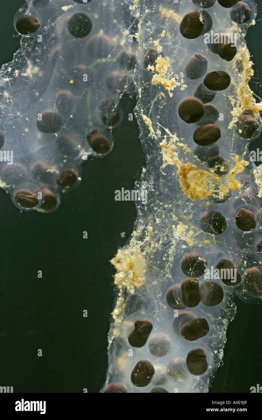 Toadspawn Bufo bufo 7 days old common toad 1 x at 35mm black background ...