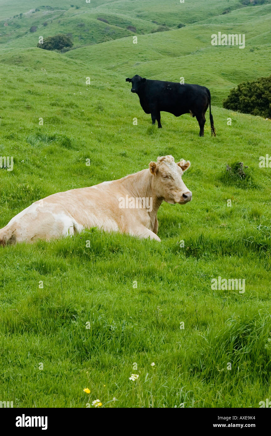 California, Cattle in pasture Stock Photo - Alamy