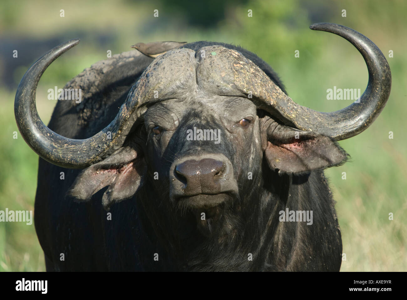 A portrait of a large African buffalo standing in the long grass Stock ...