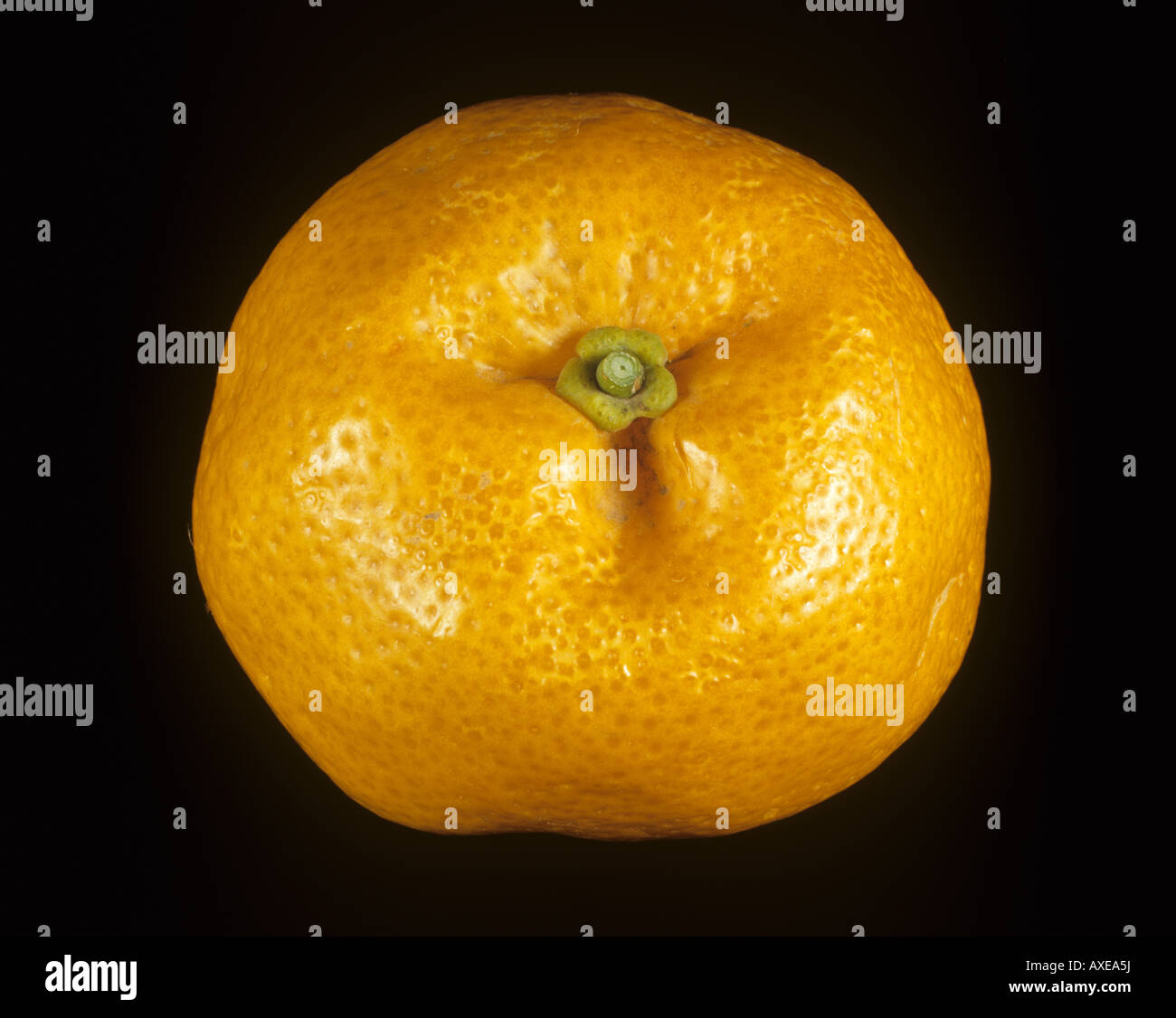 Whole citrus rootstock fruit cleopatra mandarin Citrus reshni Stock ...