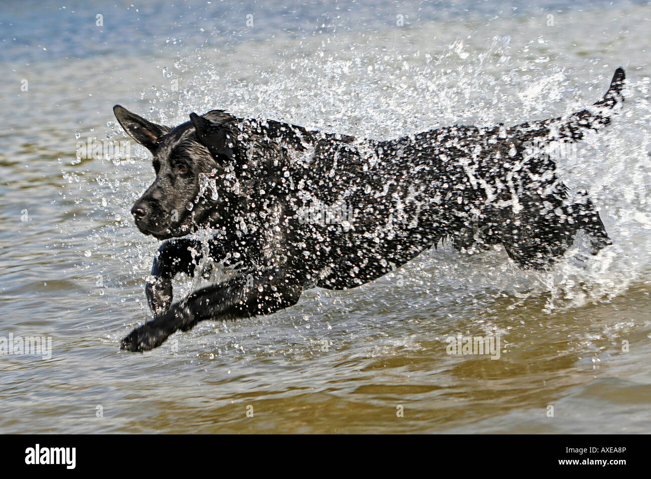 Labrador Retriever - running in water Stock Photo - Alamy